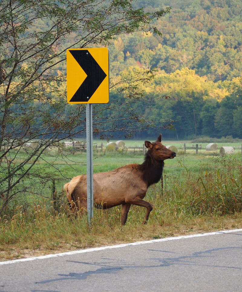 Animal Collision Lawyer Little Rock, Arkansas | Rainwater, Holt & Sexton